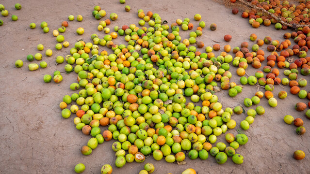 "Indian Plum" Images – Browse 328 Stock Photos, Vectors, and Video ...