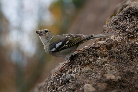 รูปภาพPajaritos – เลือกดูภาพถ่ายสต็อก เวกเตอร์ และวิดีโอ237 | Adobe Stock