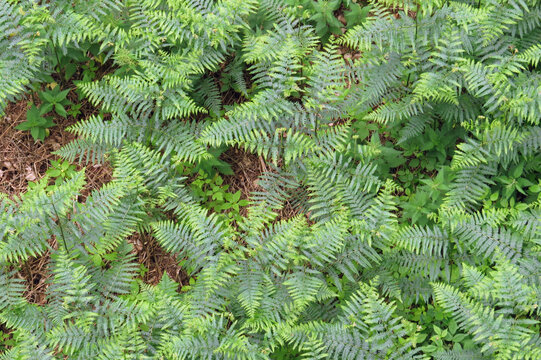 Pteridopsida Bilder – Durchsuchen 1,642 Archivfotos, Vektorgrafiken und ...