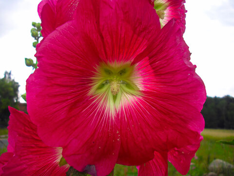 Bauernrose bilder – Bläddra bland 450 stockfoton, vektorer och videor ...