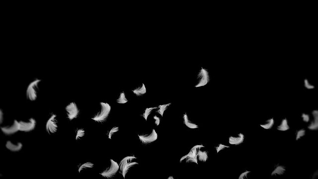 Falling Feathers Animation