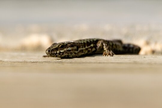 รูปภาพSaurien – เลือกดูภาพถ่ายสต็อก เวกเตอร์ และวิดีโอ910 | Adobe Stock