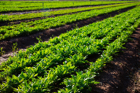 Odling bilder – Bläddra bland 933,034 stockfoton, vektorer och videor ...