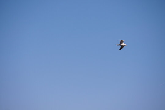 "En Vol" Imagens – Procure 3,969 fotos, vetores e vídeos | Adobe Stock