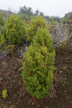 37 BEST Teix IMAGES, STOCK PHOTOS & VECTORS | Adobe Stock