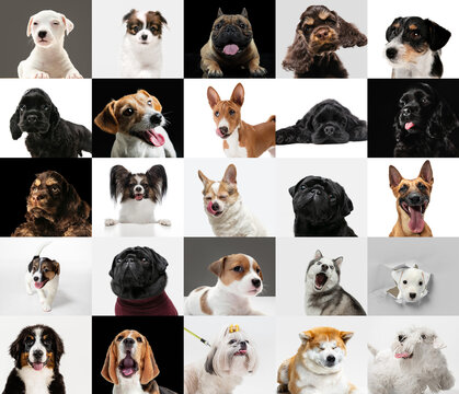 2,976 BEST Doggy Style Position IMAGES, STOCK PHOTOS & VECTORS | Adobe ...