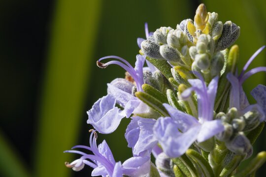 "Pianta " Bilder – Durchsuchen 51,946 Archivfotos, Vektorgrafiken und ...