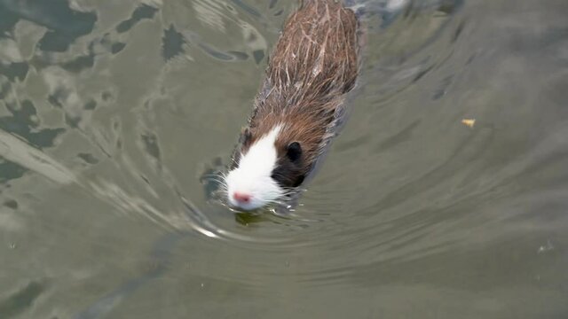 "River Rat" Bilder – Durchsuchen 1,188 Archivfotos, Vektorgrafiken und ...