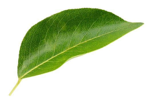 Pear Leaves