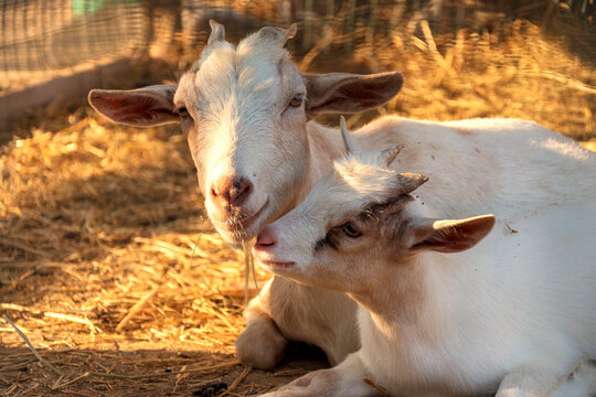 Capretta bilder – Bläddra bland 560 stockfoton, vektorer och videor ...