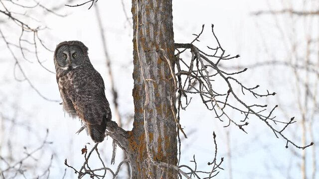 "Spectral Owl" Images – Browse 156 Stock Photos, Vectors, and Video ...