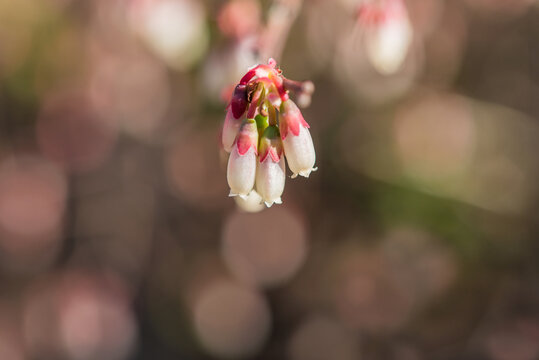 Farkleberry Images – Browse 55 Stock Photos, Vectors, and Video | Adobe ...