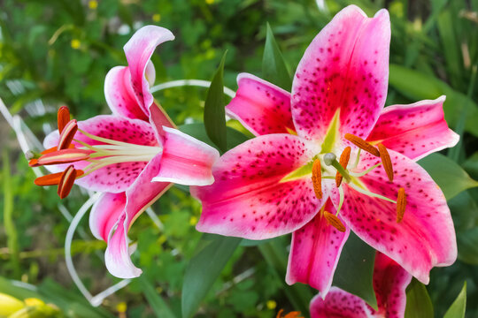 "Stargazer Lily" Images – Browse 961 Stock Photos, Vectors, and Video ...