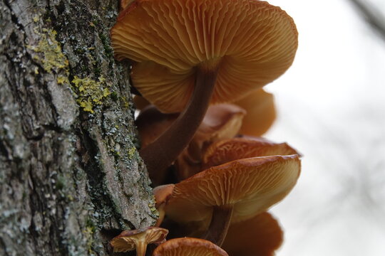 "Yellow Mushrooms" Billeder – Gennemse 185 stockfotos, vektorer og ...