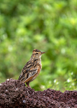 "Bush Lark"-Bilder: Stock-Fotos & -Videos. | Adobe Stock