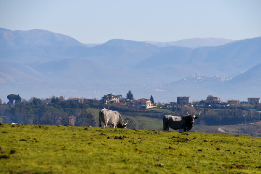 Labaru Images – Browse 63 Stock Photos, Vectors, and Video | Adobe Stock