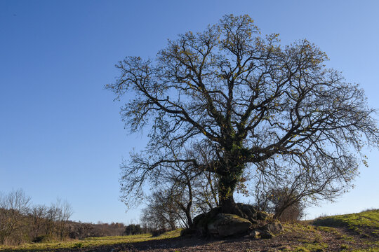 Labaru Images – Browse 63 Stock Photos, Vectors, and Video | Adobe Stock