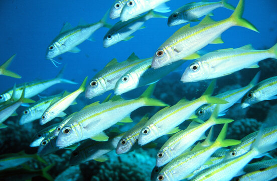 「Goatfish」の画像 - 3,919 件の Stock 写真、ベクターおよびビデオ | Adobe Stock