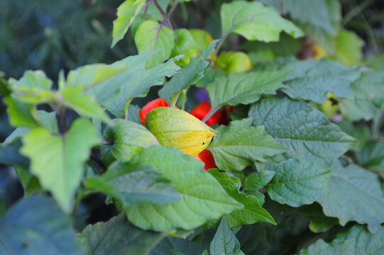 Judenkirsche Bilder – Durchsuchen 43,554 Archivfotos, Vektorgrafiken ...