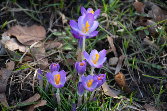 รูปภาพCrocuses – เลือกดูภาพถ่ายสต็อก เวกเตอร์ และวิดีโอ191,133 | Adobe ...