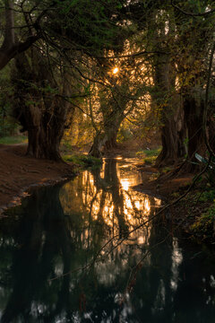 Ahuehuete Bilder – Durchsuchen 239 Archivfotos, Vektorgrafiken und ...