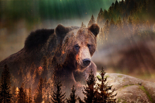 Free Bear Images – Browse 5,532 Free Stock Photos, Vectors, and Video ...