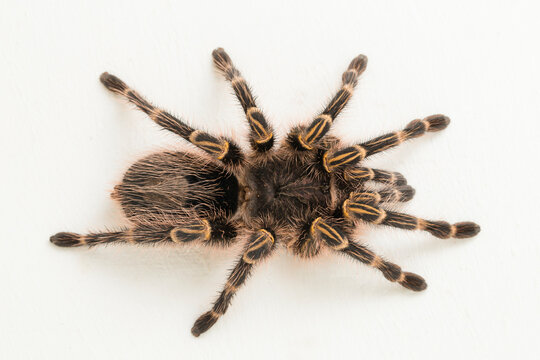 Tarantura Images – Browse 53 Stock Photos, Vectors, and Video | Adobe Stock