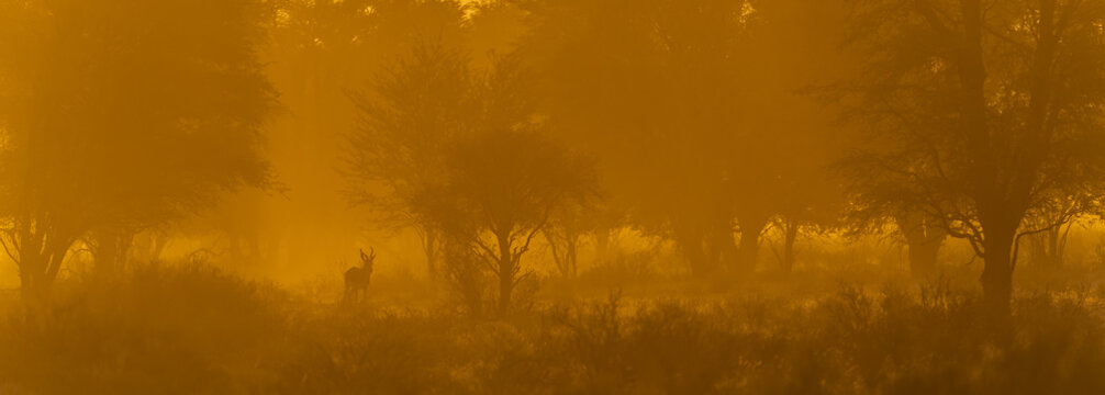 Carl Joubert photos, images, assets | Adobe Stock