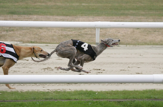 Greyhound Racing Gif