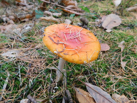 รูปภาพGiftpilz – เลือกดูภาพถ่ายสต็อก เวกเตอร์ และวิดีโอ14,265 | Adobe Stock