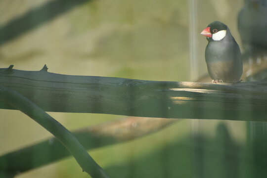 "Rice Bird" Images – Browse 71 Stock Photos, Vectors, and Video | Adobe ...