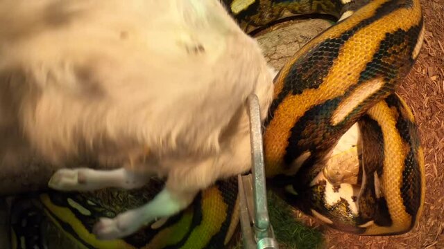 「Reticulated」の画像 - 9,290 件の Stock 写真、ベクターおよびビデオ | Adobe Stock