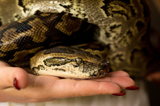 Small Python Bilder – Durchsuchen 1,592 Archivfotos, Vektorgrafiken und ...