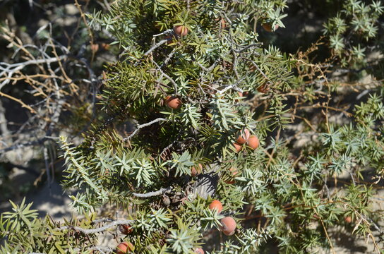 Macrocarpa Images – Browse 1,057 Stock Photos, Vectors, and Video ...