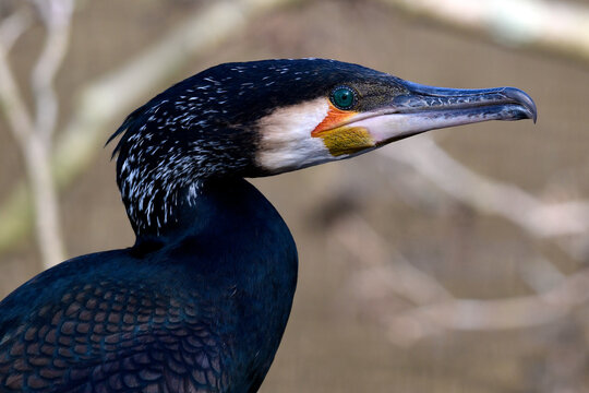 Skarv Bilder – Durchsuchen 150 Archivfotos, Vektorgrafiken und Videos ...