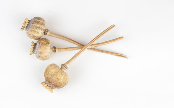 "Poppy Straw" Bilder – Durchsuchen 1,105 Archivfotos, Vektorgrafiken ...