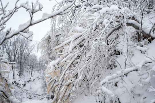 Ontika Images – Browse 59 Stock Photos, Vectors, and Video | Adobe Stock