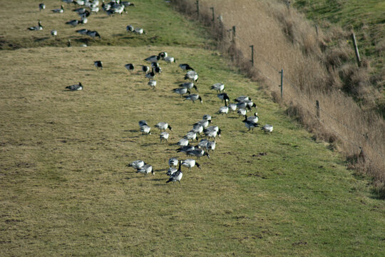 Cadaverin Bilder – Durchsuchen 94,356 Archivfotos, Vektorgrafiken und ...