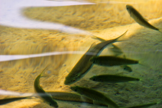 River-Fish Images – Browse 58 Stock Photos, Vectors, and Video | Adobe ...