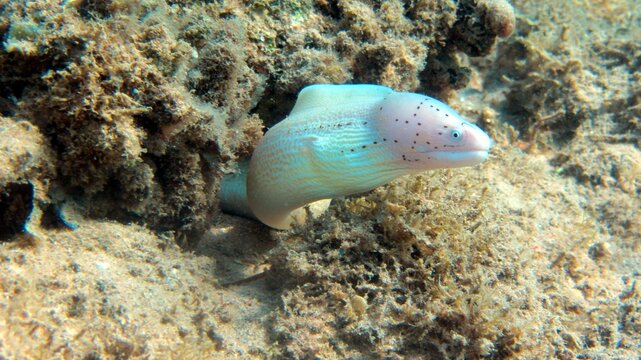 Pollyfish bilder – Bläddra bland 6,873 stockfoton, vektorer och videor ...