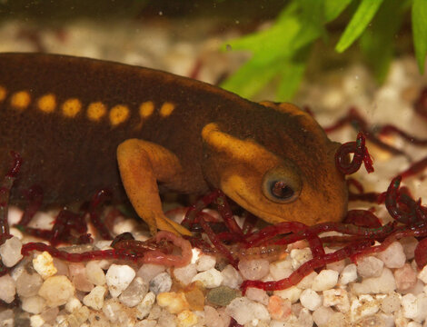 รูปภาพBloodworms – เลือกดูภาพถ่ายสต็อก เวกเตอร์ และวิดีโอ1,205 | Adobe ...