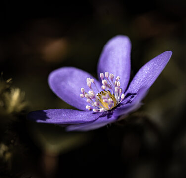 รูปภาพLeberblume – เลือกดูภาพถ่ายสต็อก เวกเตอร์ และวิดีโอ99 | Adobe Stock