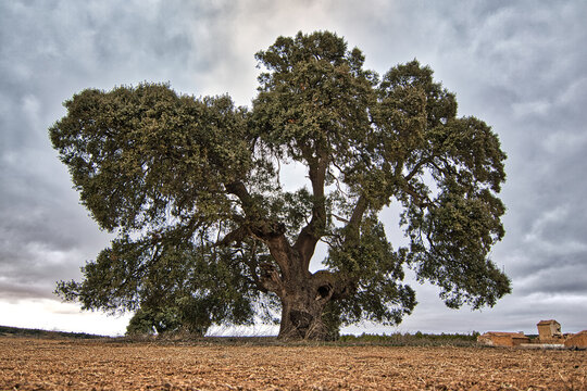 Encina Images – Browse 2,162 Stock Photos, Vectors, and Video | Adobe Stock