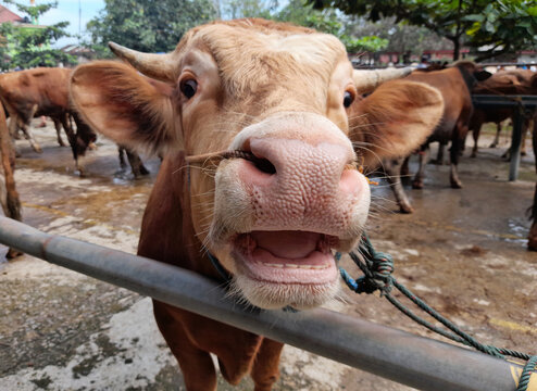 "Cows Head" Images – Browse 379 Stock Photos, Vectors, and Video ...