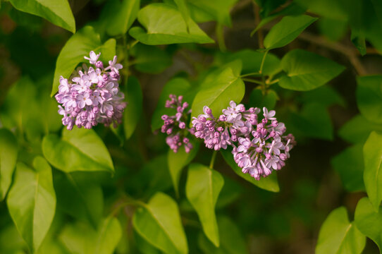 「Lilas」の画像 - 7,751 件の Stock 写真、ベクターおよびビデオ | Adobe Stock