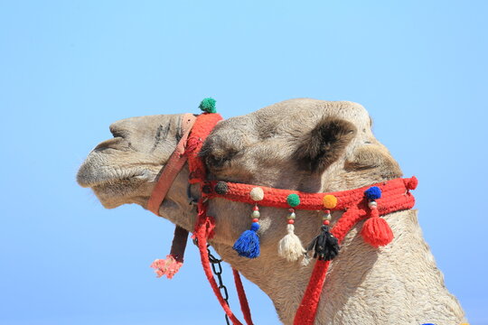 Kamel-Kopf Images – Browse 10 Stock Photos, Vectors, and Video | Adobe ...