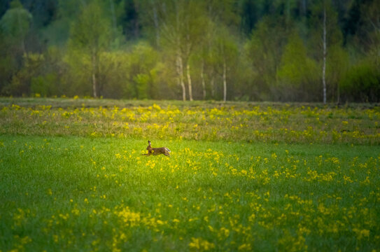 Wiesenbewohner Bilder – Durchsuchen 806 Archivfotos, Vektorgrafiken und ...