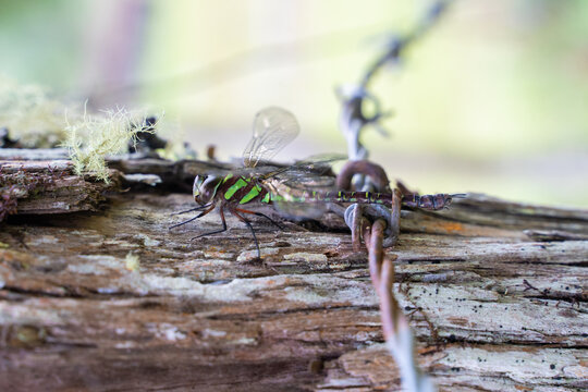 รูปภาพOdonate – เลือกดูภาพถ่ายสต็อก เวกเตอร์ และวิดีโอ47,478 | Adobe Stock
