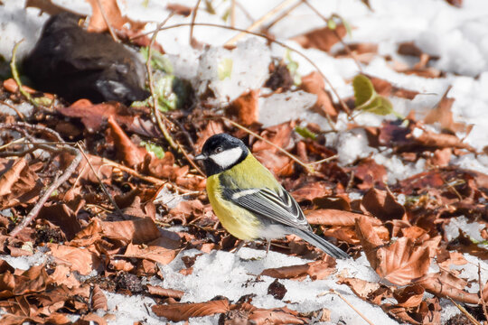 Titbird Images – Browse 35 Stock Photos, Vectors, and Video | Adobe Stock
