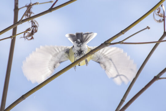 Titbird Images – Browse 35 Stock Photos, Vectors, and Video | Adobe Stock